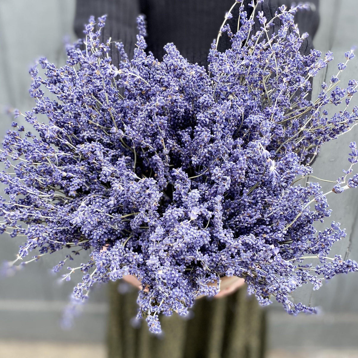 Dried Lavender – Wild & Rust